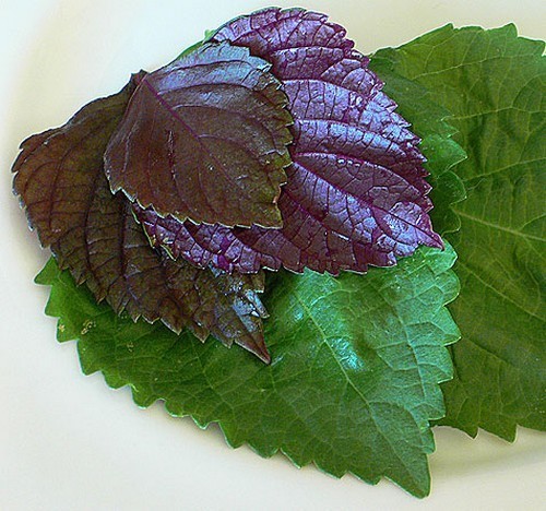 Perillas Perilla 'Green Day'