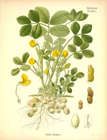 Pinda Plant