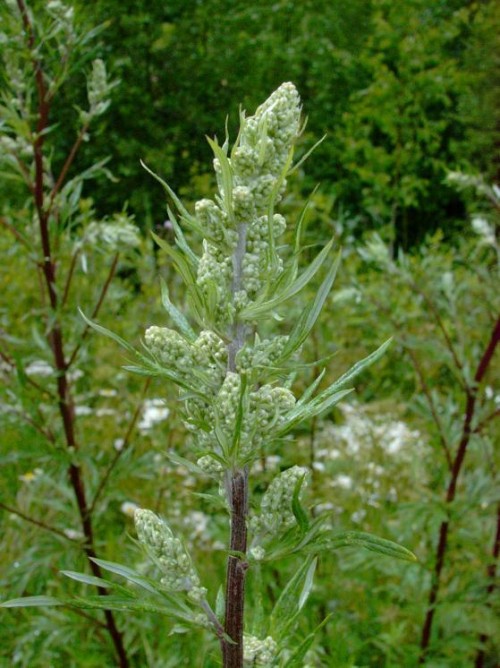 Artemisia Argyi Common Mugwort – Kahikatea Farm Certified Organic