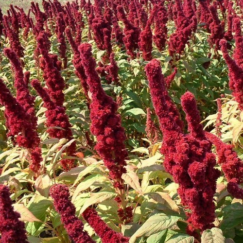 Amaranthus Cruentus