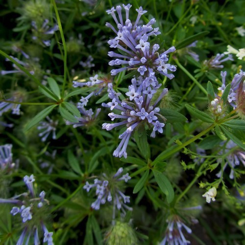 Asperula Dulce De Hoja Perenne Asperula Odorata | Bluestone Perennials