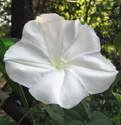 Ipomoea Alba