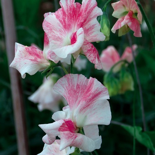 Mayflower Flower Wildflower Watch: Spring Blooms NH State Parks