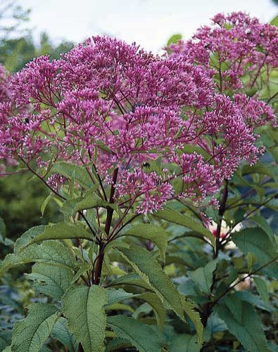 Eupatorium Purpureum