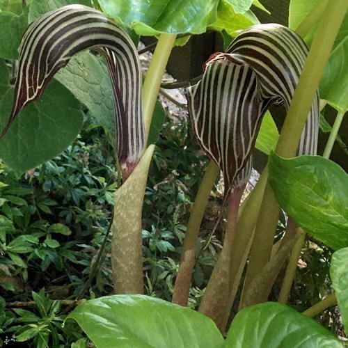Arisaema Fargesii Arisaema Xera Plants