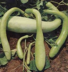 Kalebas 'Hercules' / 'Italian Edible' / 'Cucuzzi Caravazzi' / 'Snake'