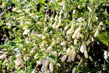 Peper Ajoema-type 'White Bullet' / 'Habanero White'