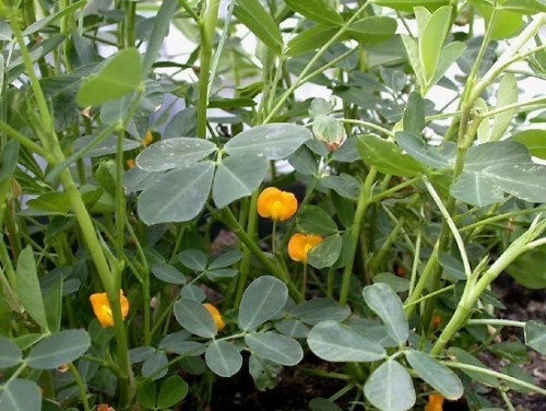 Pinda Plant