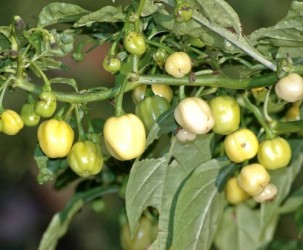 Peper Ajoema-type 'White Bullet' / 'Habanero White'