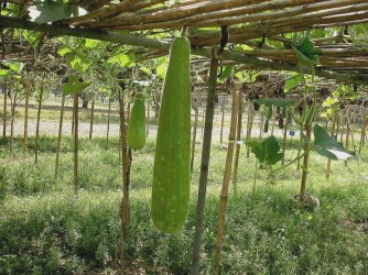 Kalebas 'Hercules' / 'Italian Edible' / 'Cucuzzi Caravazzi' / 'Snake'