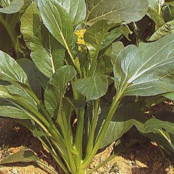 Zaden - Groenten en Fruit