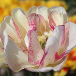Tulipa 'Drumline'
