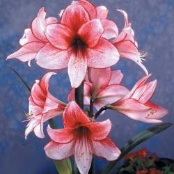 Collectie Beschikbare-amaryllis